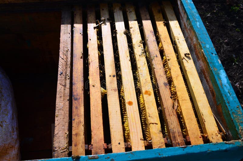 Bees in a hive on a frame stock photo. Image of gold - 369540582