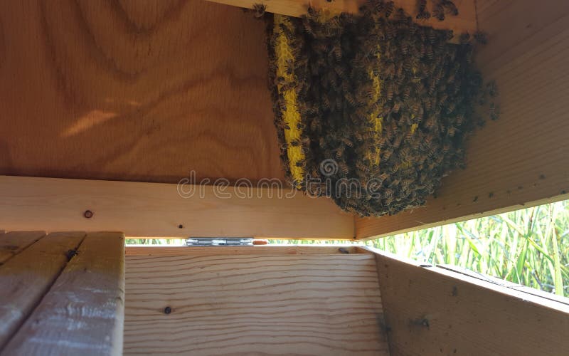 Bees in a Hive stock photo. Image of clump, pollen, cluster - 62371706