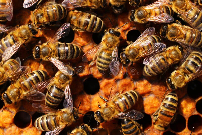 The Bees in the Hive Insects Close Up Stock Image - Image of food ...