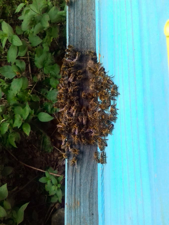 Bees on the hive outside stock photo. Image of hive - 269693734