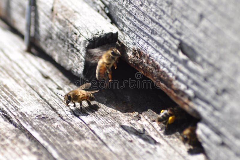 Bees and hive stock photo. Image of insects, working - 84944510