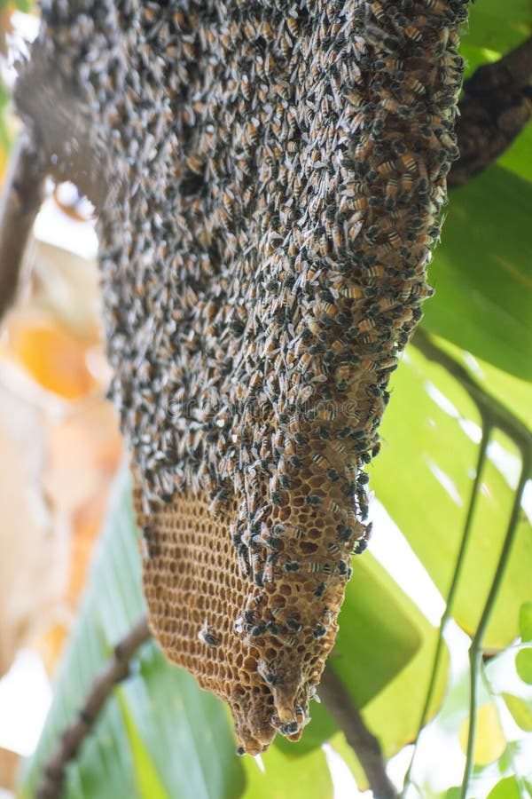 Bees in hive on the tree stock image. Image of mobile - 284503285