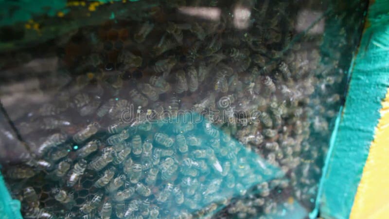 Bees with Honey in Beehive on Apiary, Camera Stock Footage - Video of ...