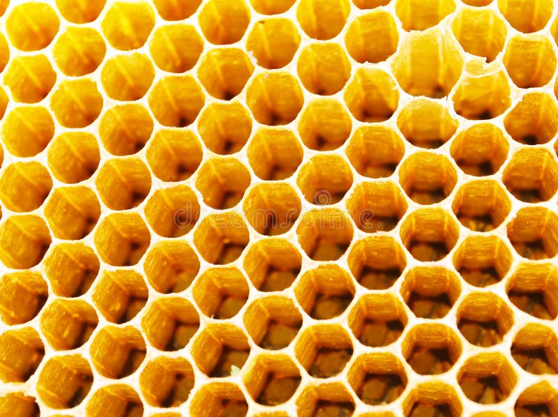 Bees honey cells stock image. Image of sweet, nature - 50584683