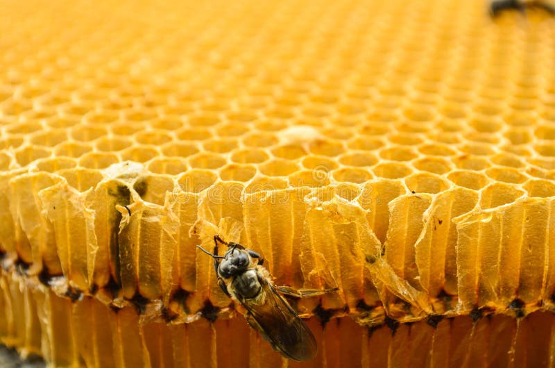 Bees honey cells stock photo. Image of honey, honeycomb - 52990798