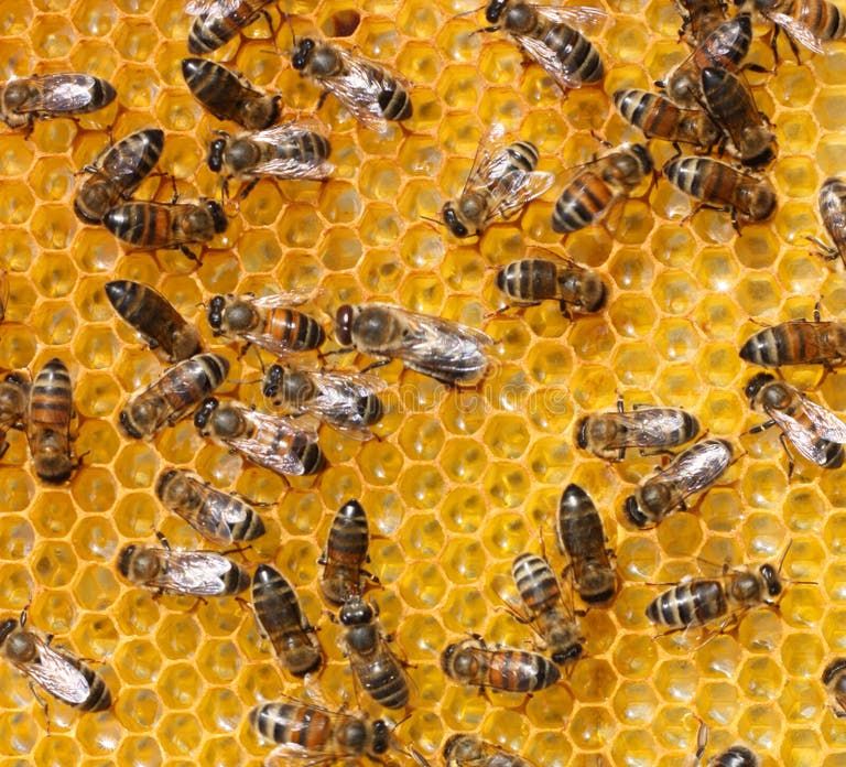 Bees stock photo. Image of large, combing, insects, busy - 34331168