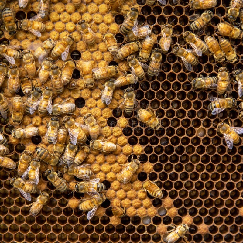 Bees and Honey Combs Texture Stock Image - Image of beeswax, beekeeper ...