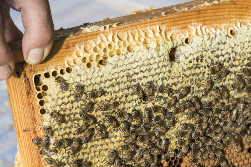 Bees on Honey Frame Close Up. the Beekeeper Inspects the Hive Stock ...