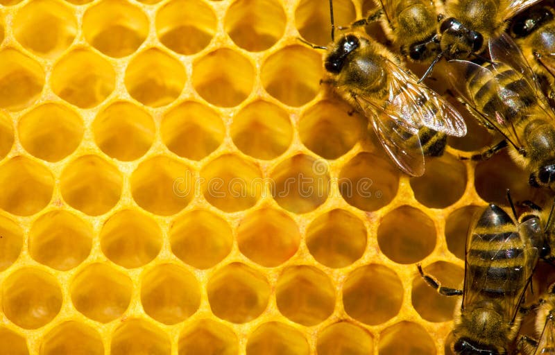 Bees on honeycomb stock image. Image of insect, hectic - 6777583