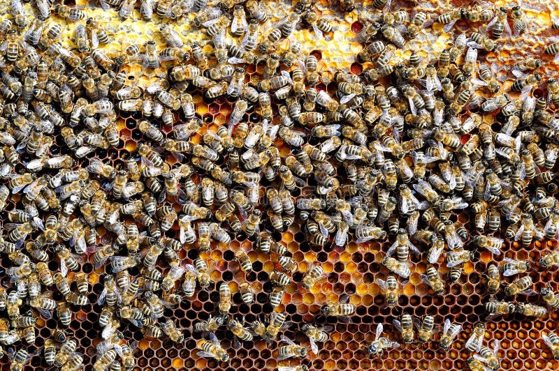 Bees on Honeycomb Cell Pack into Bee Bread. Apitherapy. Stock Image ...