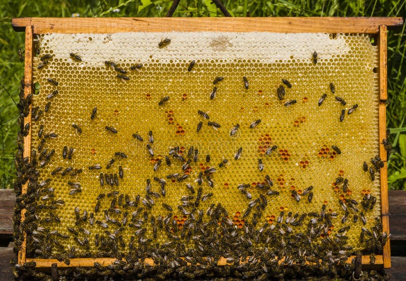 Bees on Honeycomb Extracted from the Hive Stock Photo - Image of apiary ...