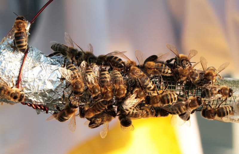 Honey Bees Packing Pollen stock photo. Image of honeybee - 5058726