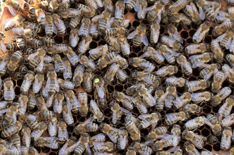 Clump of Bees stock image. Image of clump, tree, hornet - 46615099
