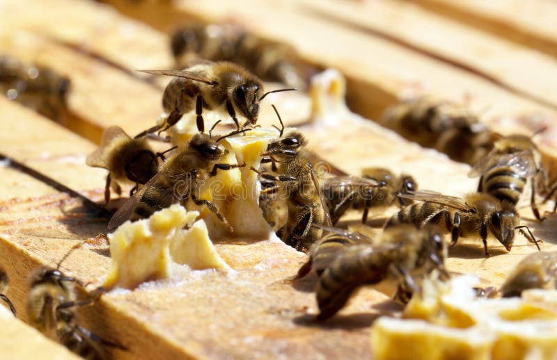 Bees stock photo. Image of eating, bees, golden, freshness - 60839602