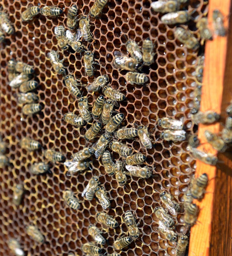 stock photo. Image of cell, combing, insects, wild, macro - 34403396