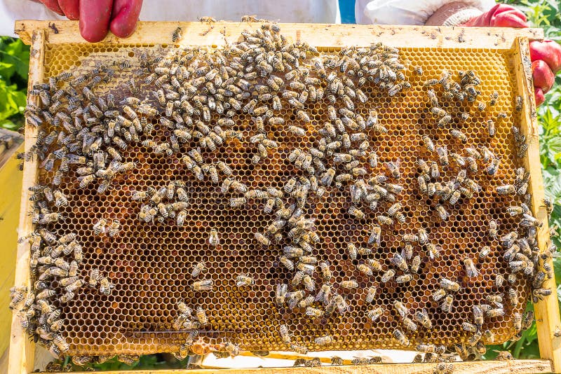 Bees Honeycomb with Honey, Perga and Honey Bees Stock Image - Image of ...