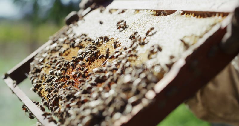 Bees on the Frame. Honeybees Inside Honeycomb Hive. Bees Life Cycle ... Bees on the Frame. Honeybees Inside Honeycomb Hive. Bees Life Cycle ...