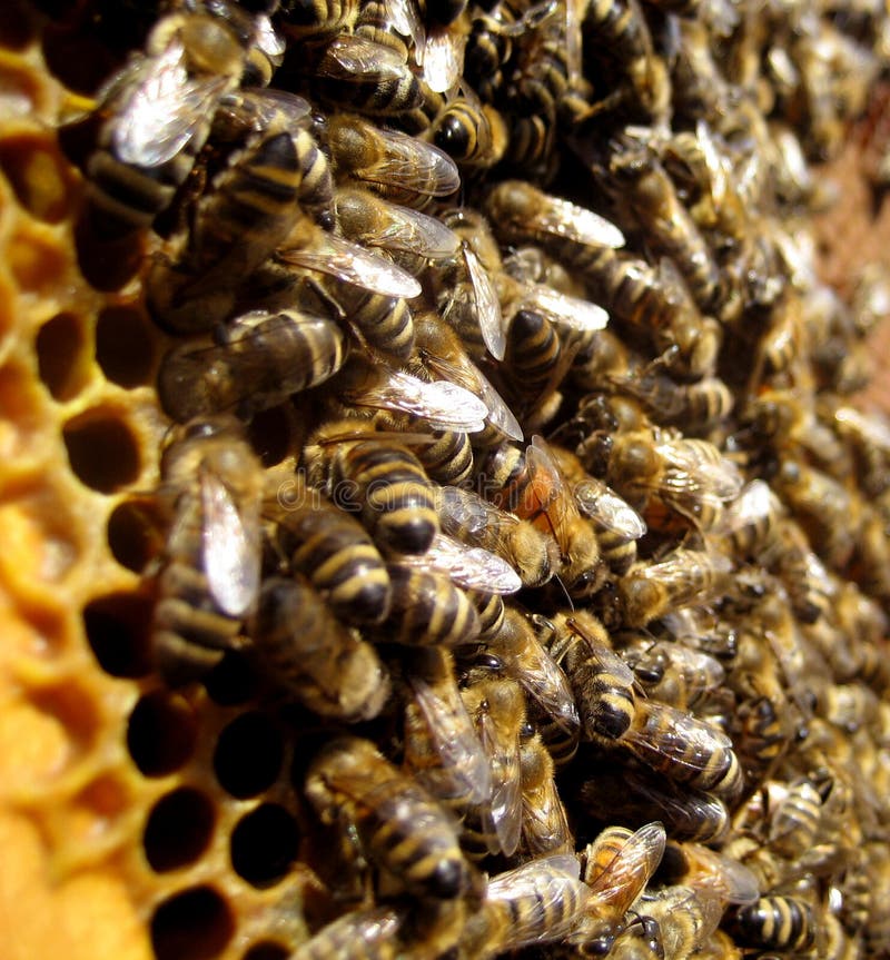 Queen Bee on Comb with Worker Bees Stock Image - Image of macro, colony ...