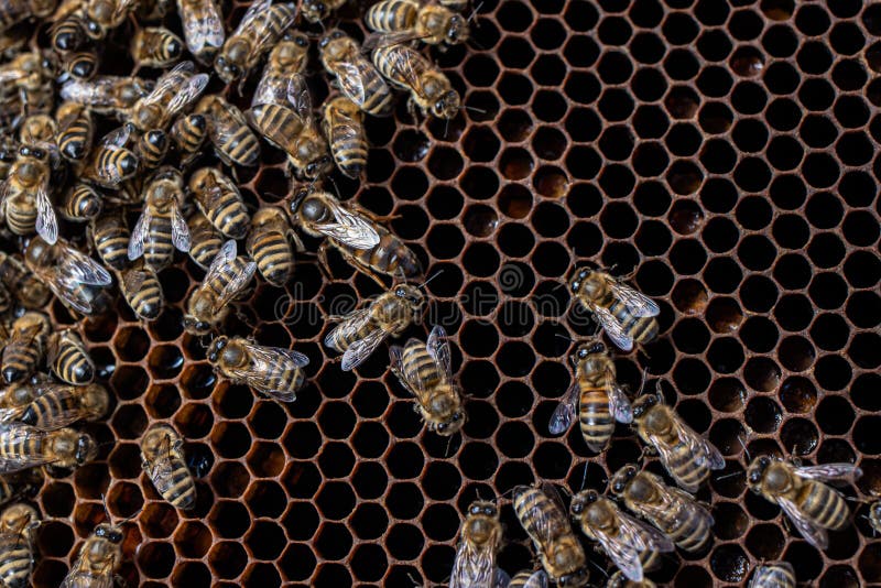 Bees on Honeycombs and Queen Bee. the Beekeeper. the Hive from the ...
