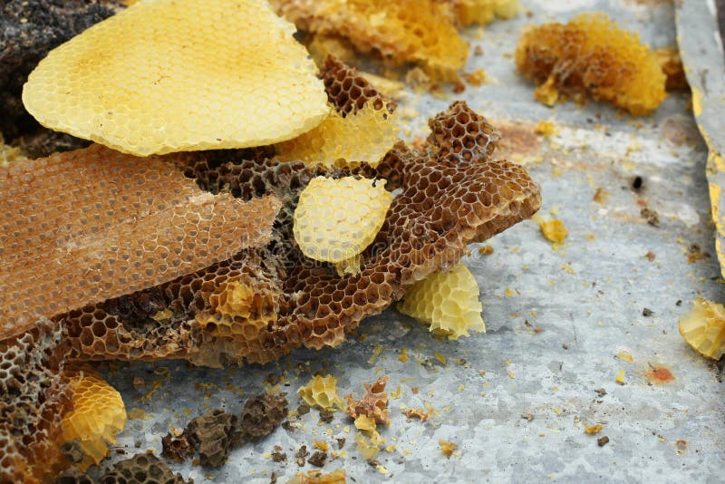 Bees Honeycombs, Wax, Close-up Stock Photo - Image of closeup, nectar ...