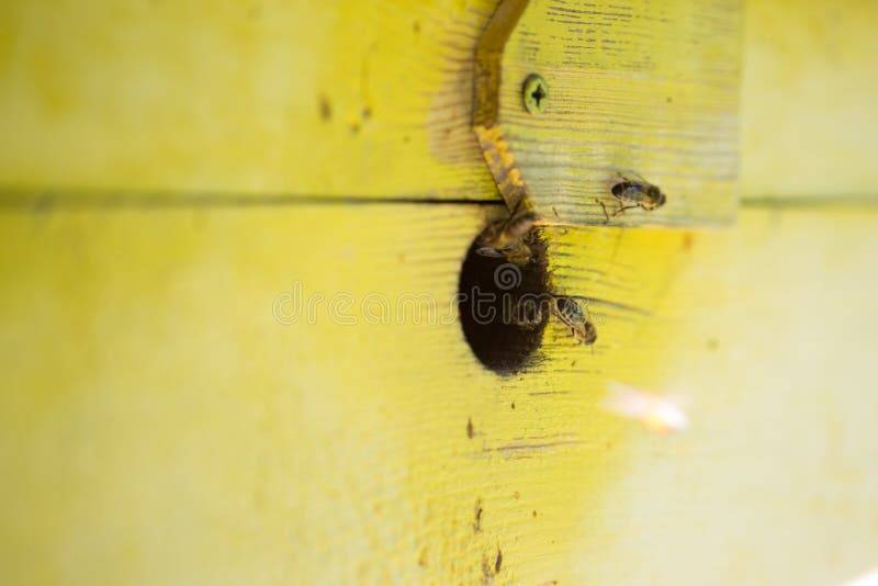 Bees in the house stock photo. Image of hive, insect - 49412808