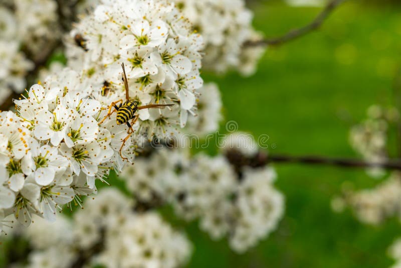 Bees and Insects Collect Nectar from a Fruit Tree in Spring Stock Image ...