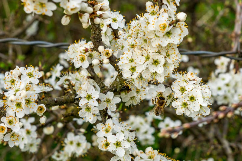 Bees and Insects Collect Nectar from a Fruit Tree in Spring Stock Image ...