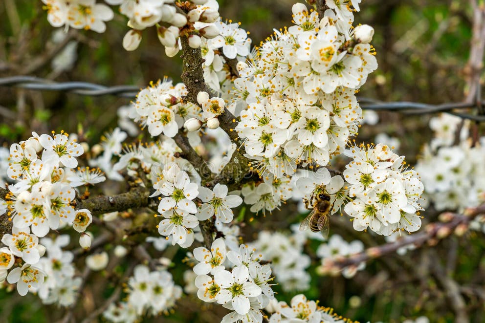 Bees and Insects Collect Nectar from a Fruit Tree in Spring Stock Image ...