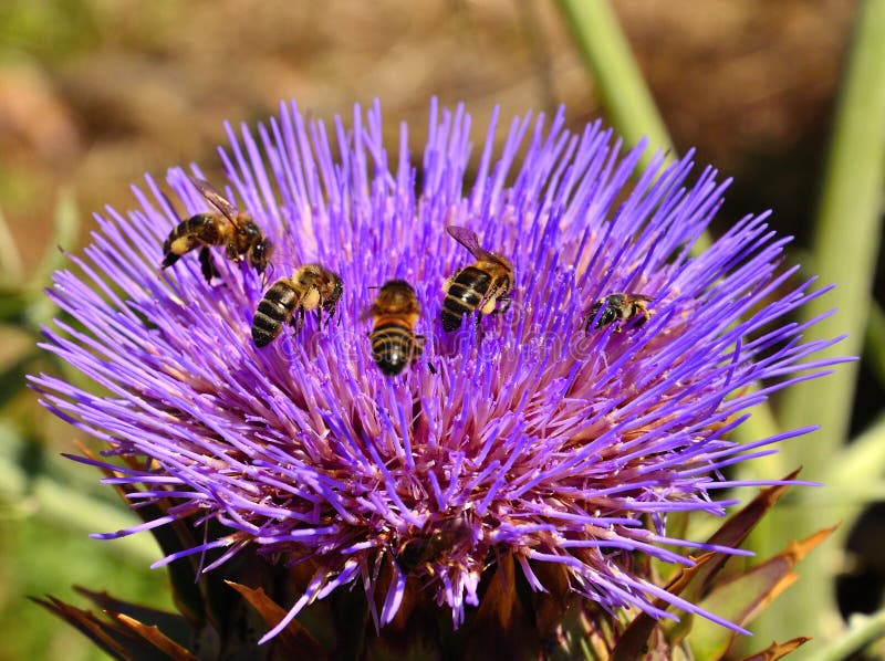 Bees Inside Artichoke Flower Stock Photo - Image of bloom ...