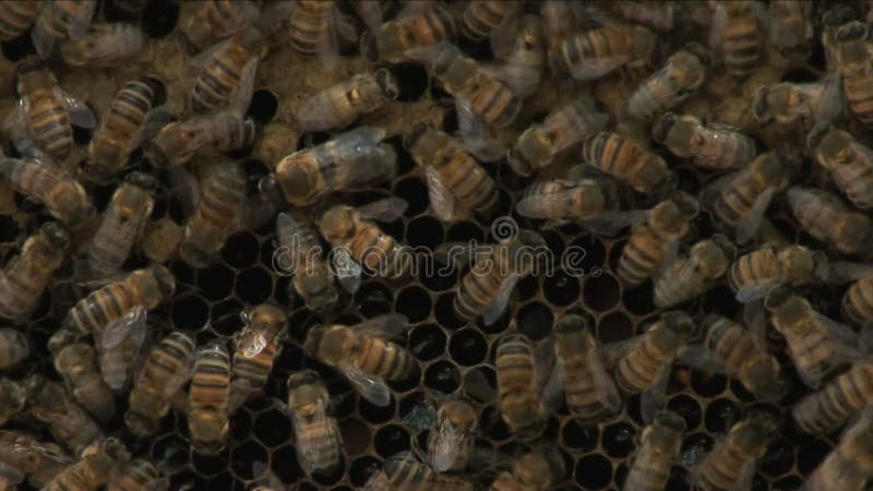 Bees inside the beehive stock footage. Video of colony - 238672152