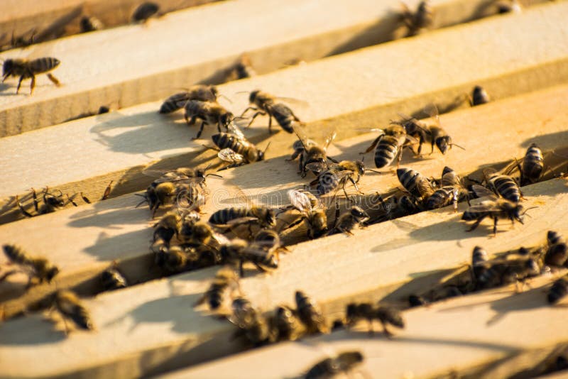 The Bees Inside a Beehive in Field Stock Photo - Image of honey ...