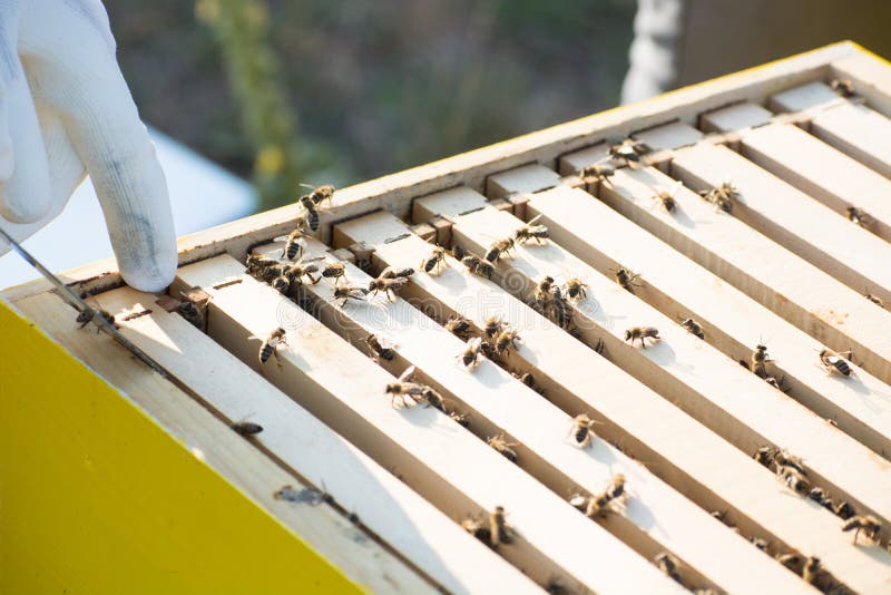 The Bees Inside a Beehive in Field Stock Image - Image of honeyed ...