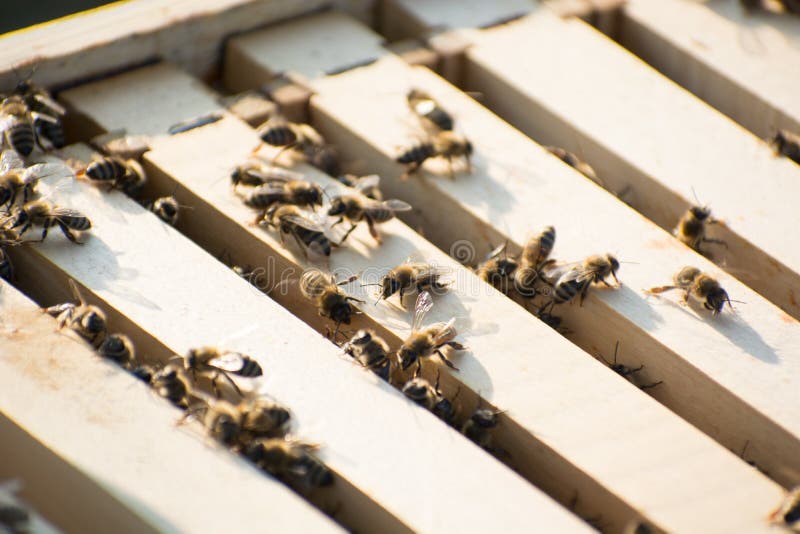 The Bees Inside a Beehive in Field Stock Image - Image of hive ...