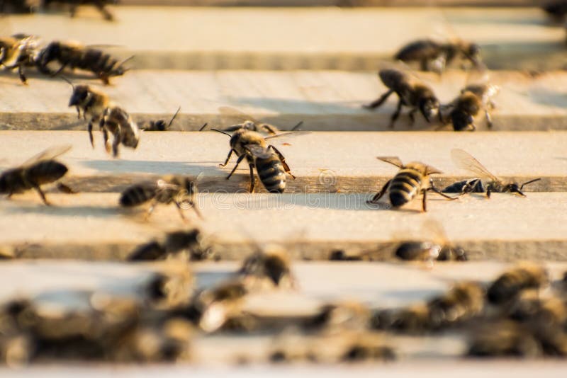 The Bees Inside a Beehive in Field Stock Photo - Image of food ...