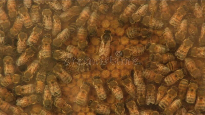 Bees inside the beehive stock footage. Video of colony - 238672152