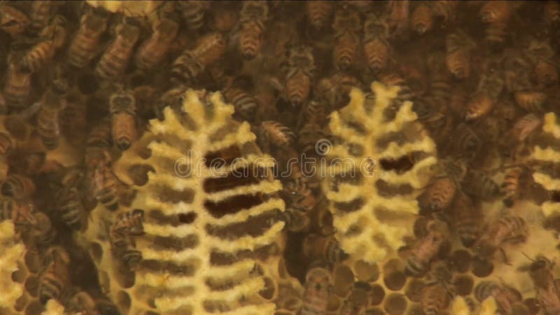 Bees inside the beehive stock video. Video of brood - 238672437