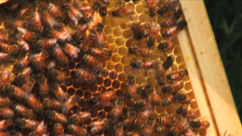 Bees inside the beehive stock video. Video of brood - 238672437