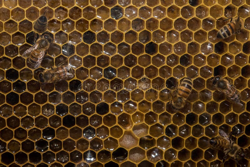 Bees Inside Beehive Macro Close Up Stock Photo - Image of close, inside ...