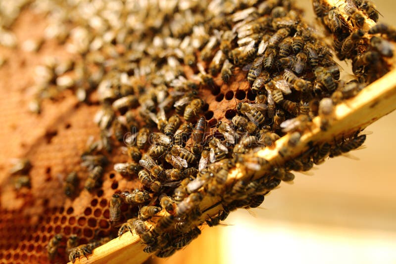 Bees Inside A Beehive With The Queen Bee In The Middle Stock Photo ...