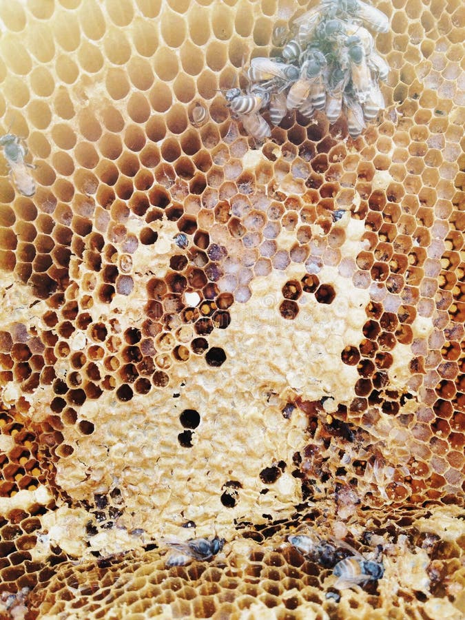 Bees inside beehive stock image. Image of honeycomb, hive - 3988677