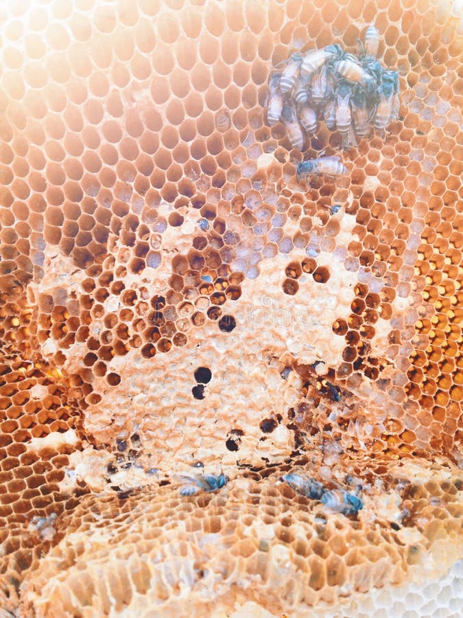 Bees inside the hive stock image. Image of healthy, macro - 45971367