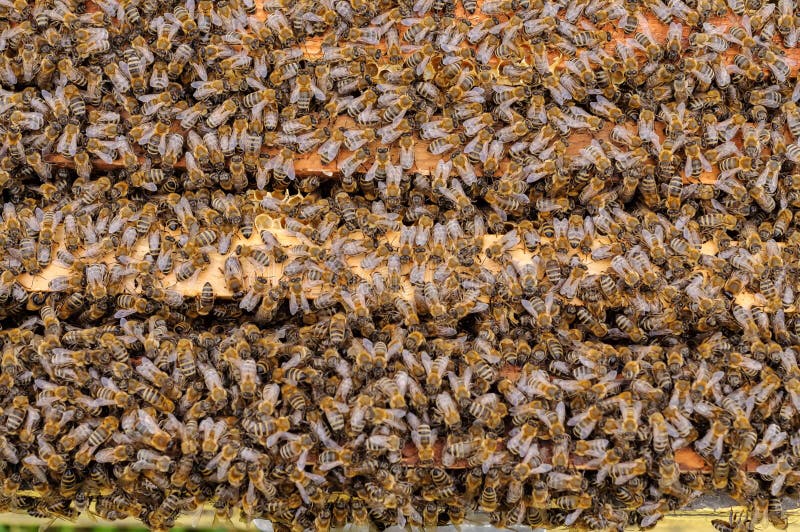 The Bees Inside the Hive is Placed on the Combs. Natural Background ...