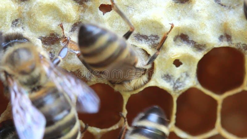 Bees Inside the Beehive. Honeycomb Close Up. Bee Colony in Hive Macro ...