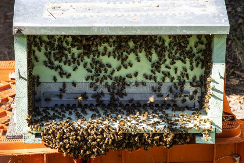 Bees inside beehive stock image. Image of honeycomb, busy - 3988679