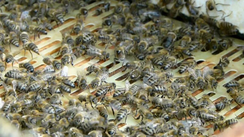 Bees Inside the Open Hive. Bees Crowds Inside the Open Hive Stock ...
