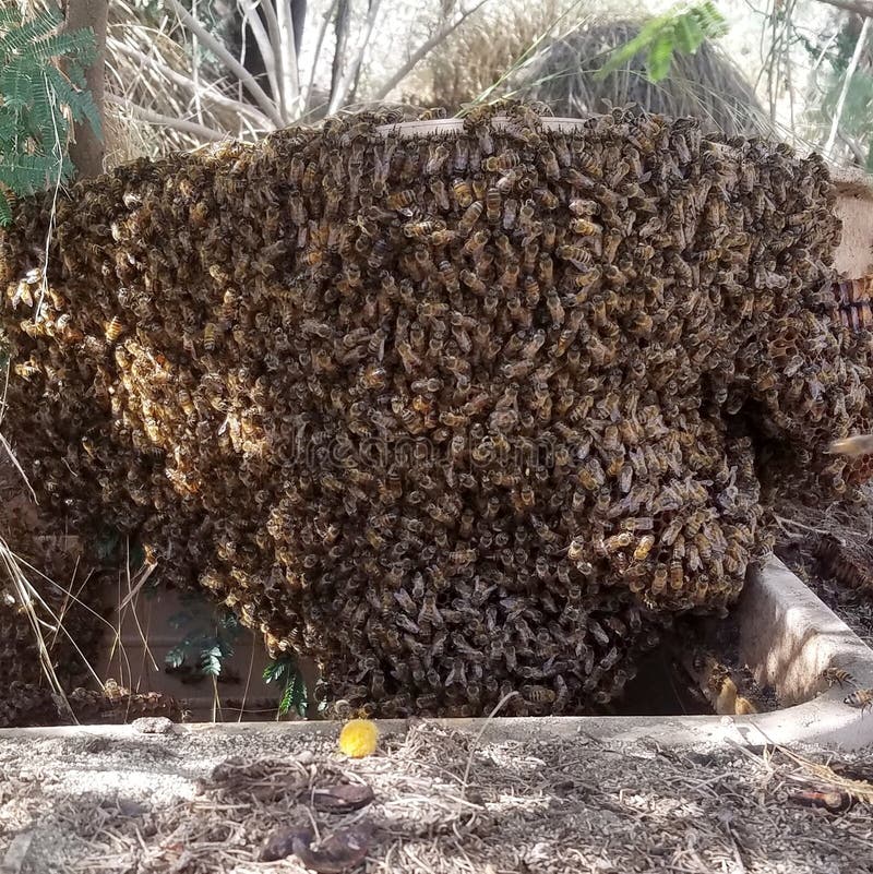 Bees stock image. Image of honeycomb, bees, beehive - 134578223
