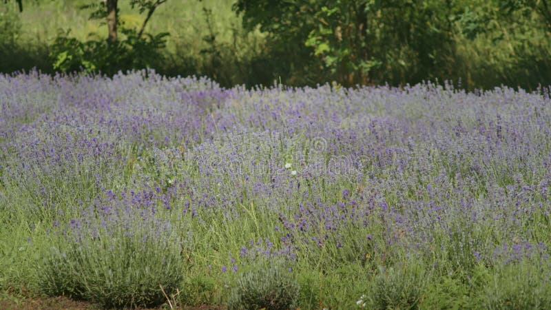 Bees in a Lavender Field Collect Nectar. Stock Video - Video of aroma ...