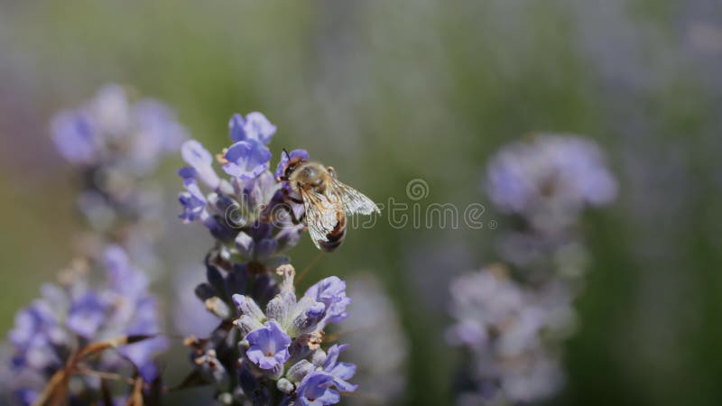 Bees in a Lavender Field Collect Nectar. Stock Video - Video of closeup ...