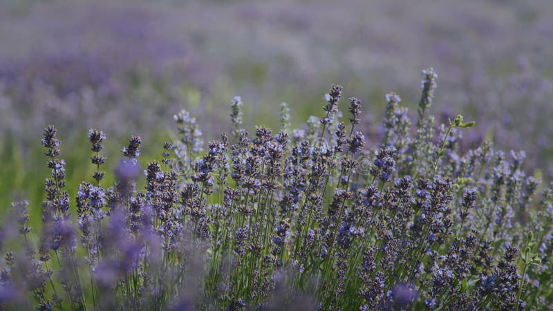 Bees in a Lavender Field Collect Nectar. Stock Video - Video of herbal ...