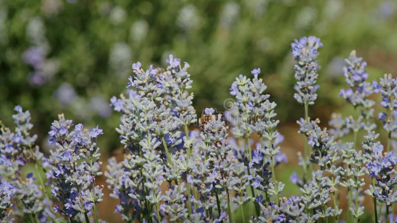 Bees in a Lavender Field Collect Nectar. Stock Footage - Video of ...